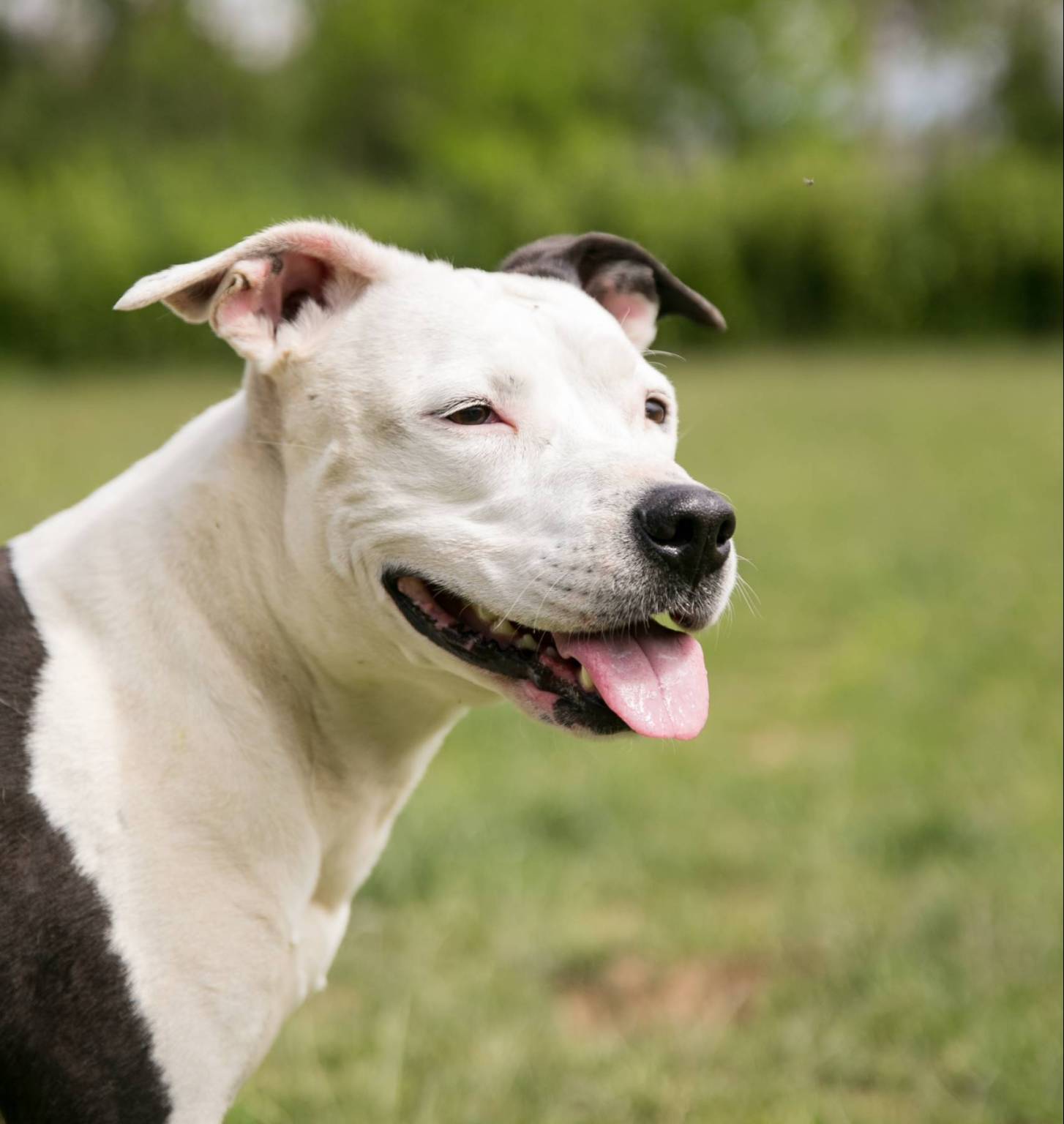 addestramento cani da compagnia - University Dog