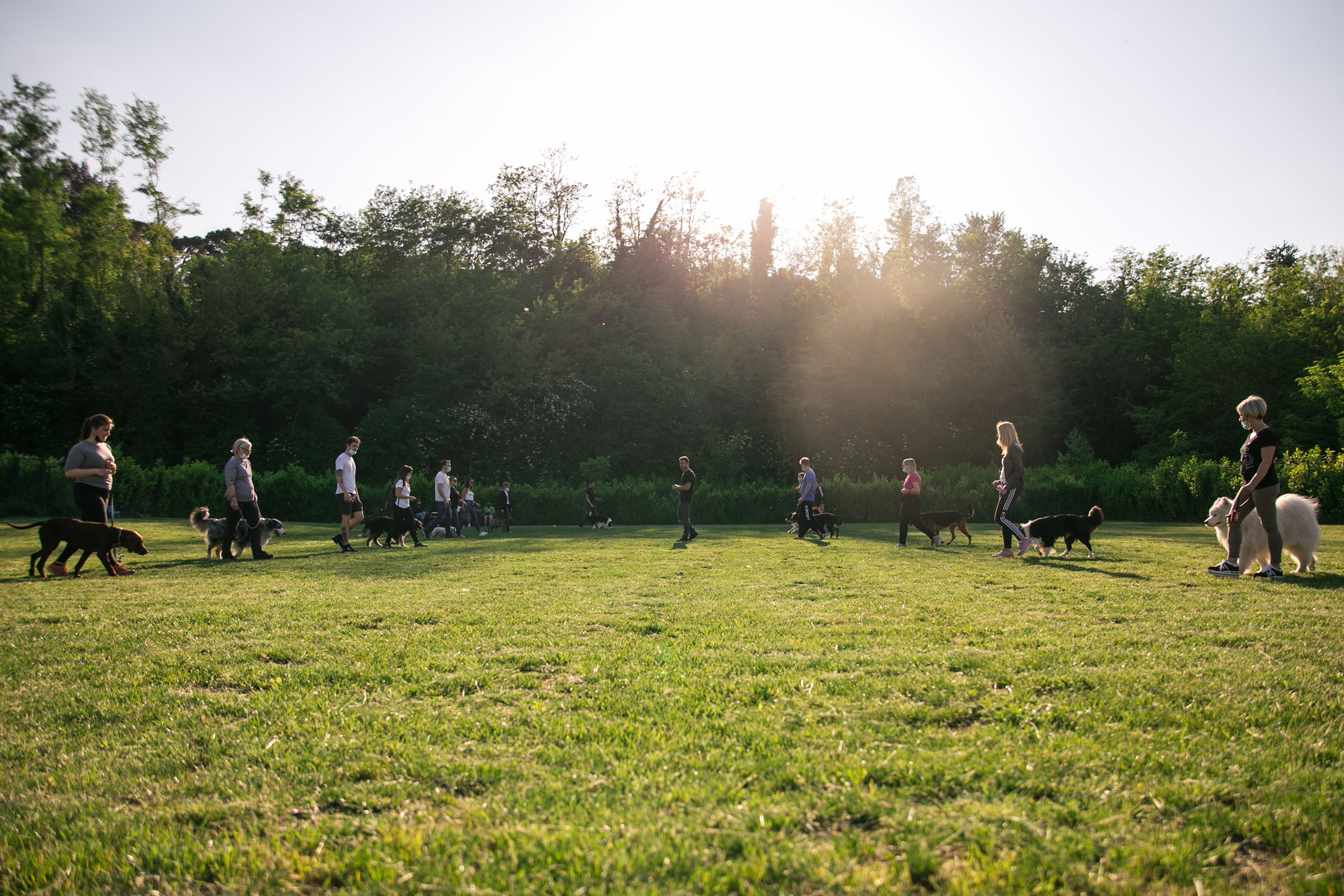 university dog academy - University Dog